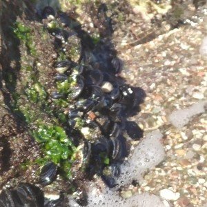 Bill Panagiotopoulos - Chef @ Aerostato | Gronda