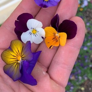 Sam Lesniak - Chef de Cuisine @ Cru | Gronda