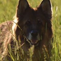 Prenn Gregor - Küchenchef @ Restaurant TERZ | Gronda