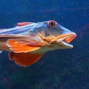 Roberto Fonte - Chef de Partie @ San marco Junior | Gronda