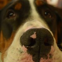 Dave Knapp - Küchenmeister @ proWin | Gronda